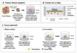 Spheroids culture as a powerful 3D cell culture intermediate