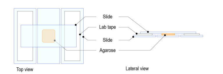 Agarose Pad Protocol For Yeast - Cherry Biotech