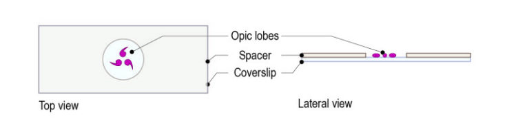 Protocol For Drosophila Optic Lobes- Cherry Biotech