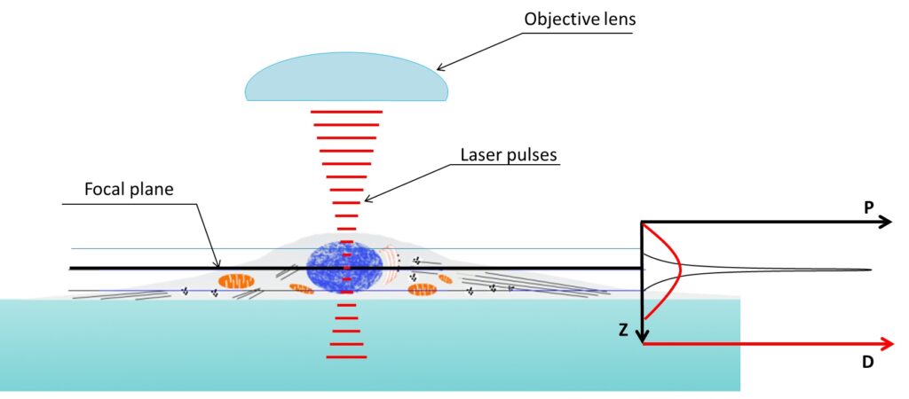 Introduction to two-photon excitation microscopy - Cherry Biotech
