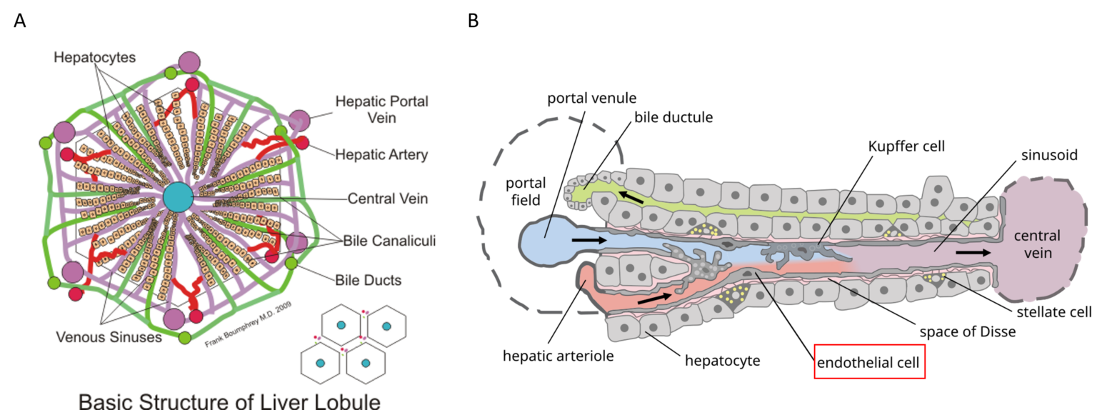 Liver function and liver on a chip - Cherry Biotech