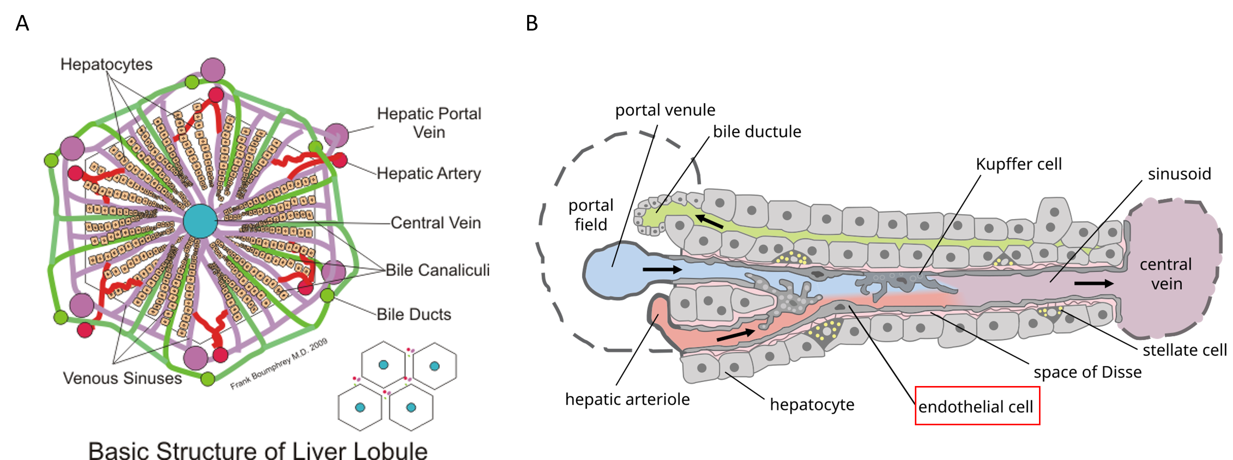 Liver function and liver on a chip - Cherry Biotech