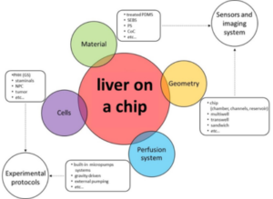 Liver function and liver on a chip - Cherry Biotech