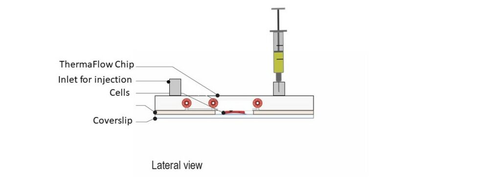Therma Flow: Protocol For Mammalian Cells- Cherry Biotech