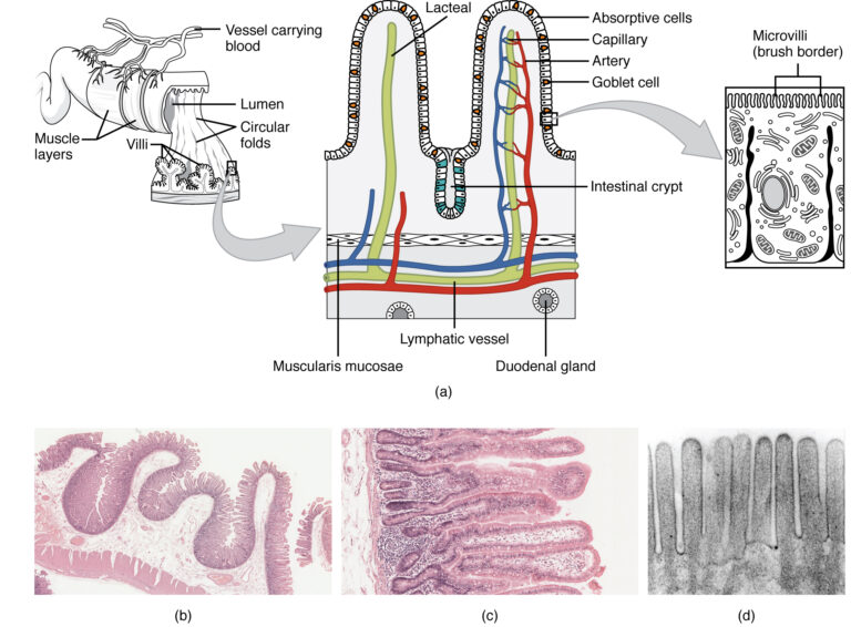 Intestine biopsies culture: model, advantages and perspectives
