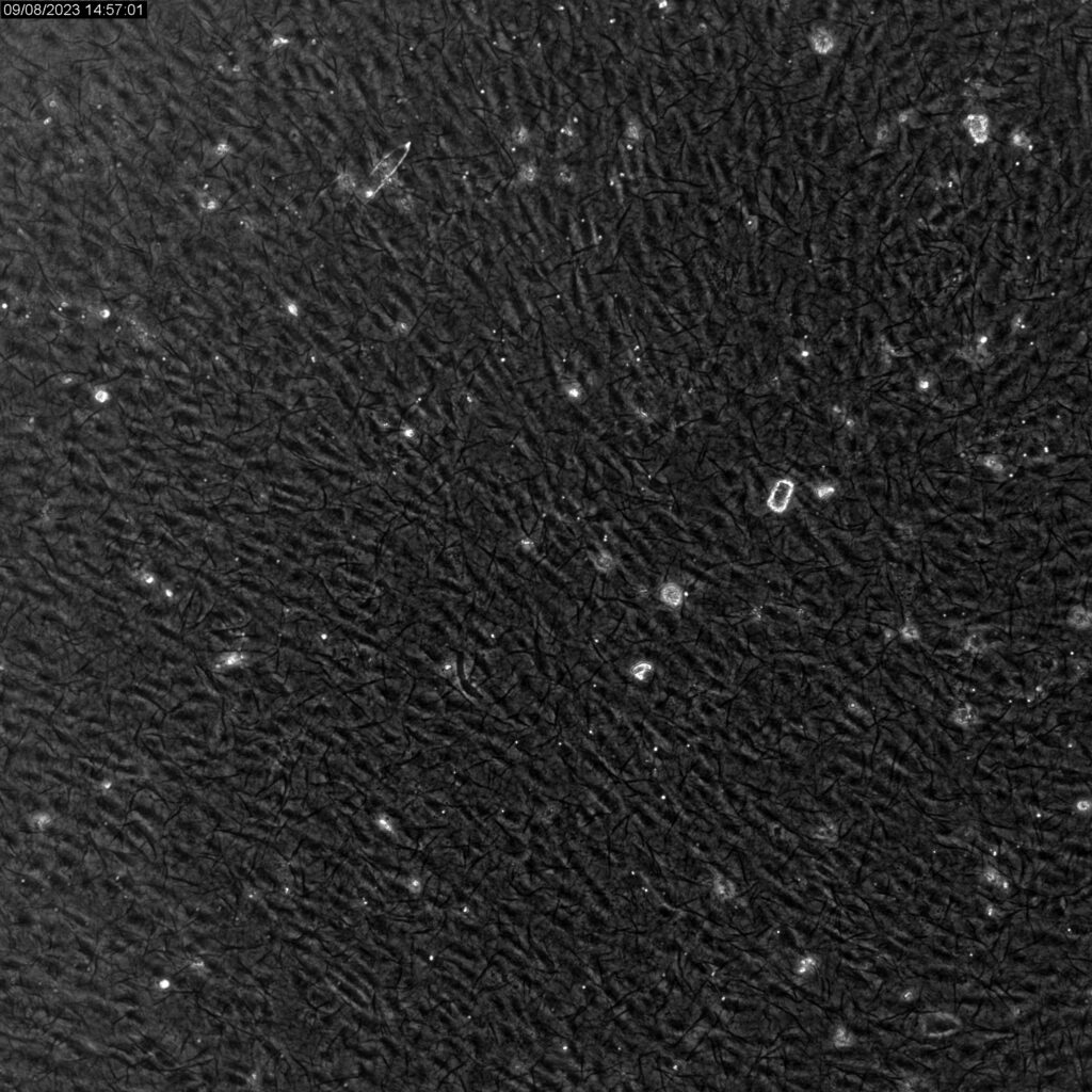 Cherry Biotech - Active Matter: From Fundamental Science to ...