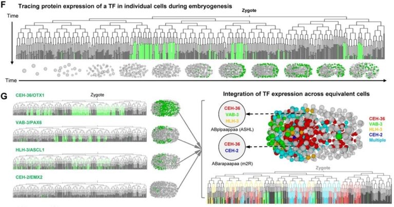 Single-Cell Protein Atlas of Transcription Factors in C. elegans embryo ...