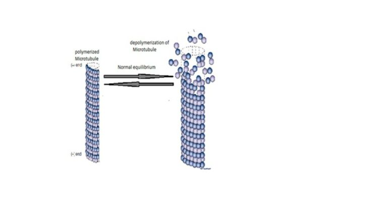 Microtubule Depolymerization By Cold - Cherry Biotech