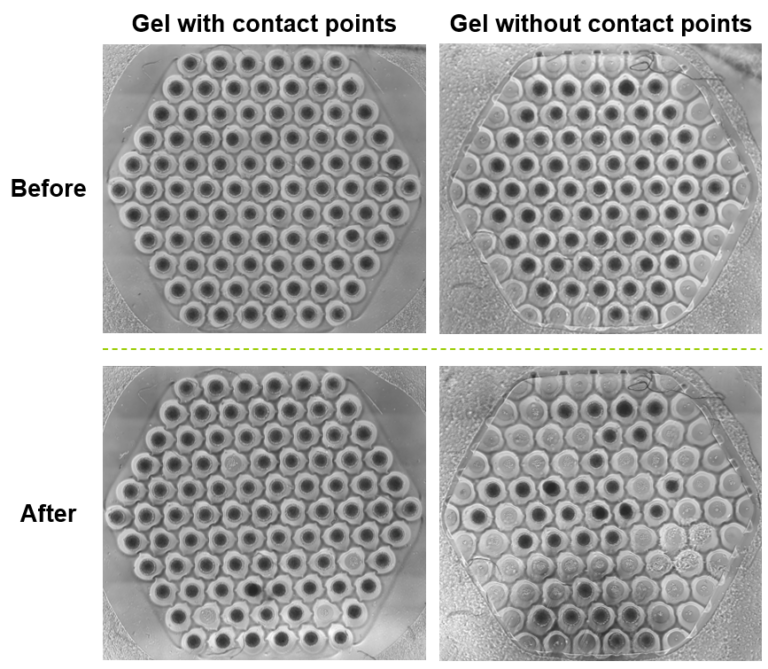 SmartSphero Plates — Organoids, Spheroids Easy 3D Cell Culture - Cherry ...