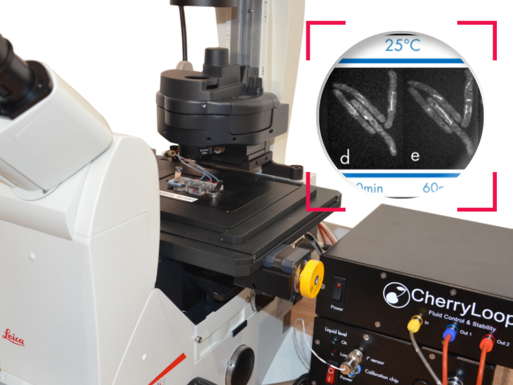 Cherry Biotech: Pioneering 3D Cell Culture