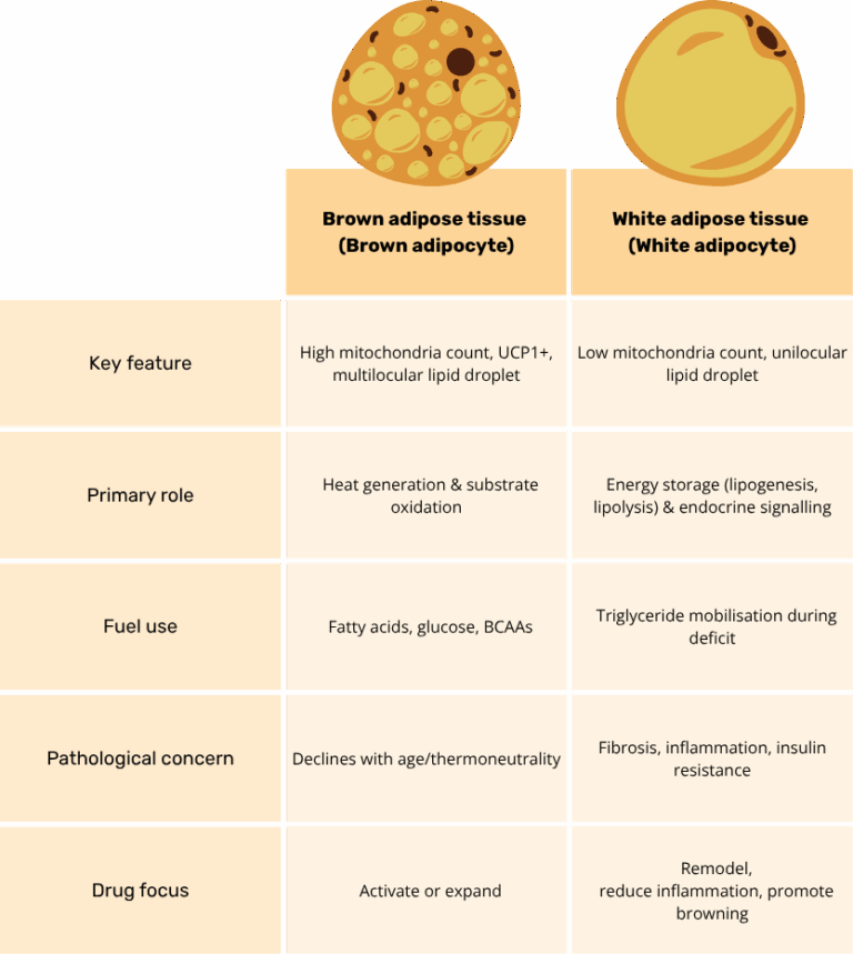 Brown vs White Adipose Tissue: What is at Stake for Pharma