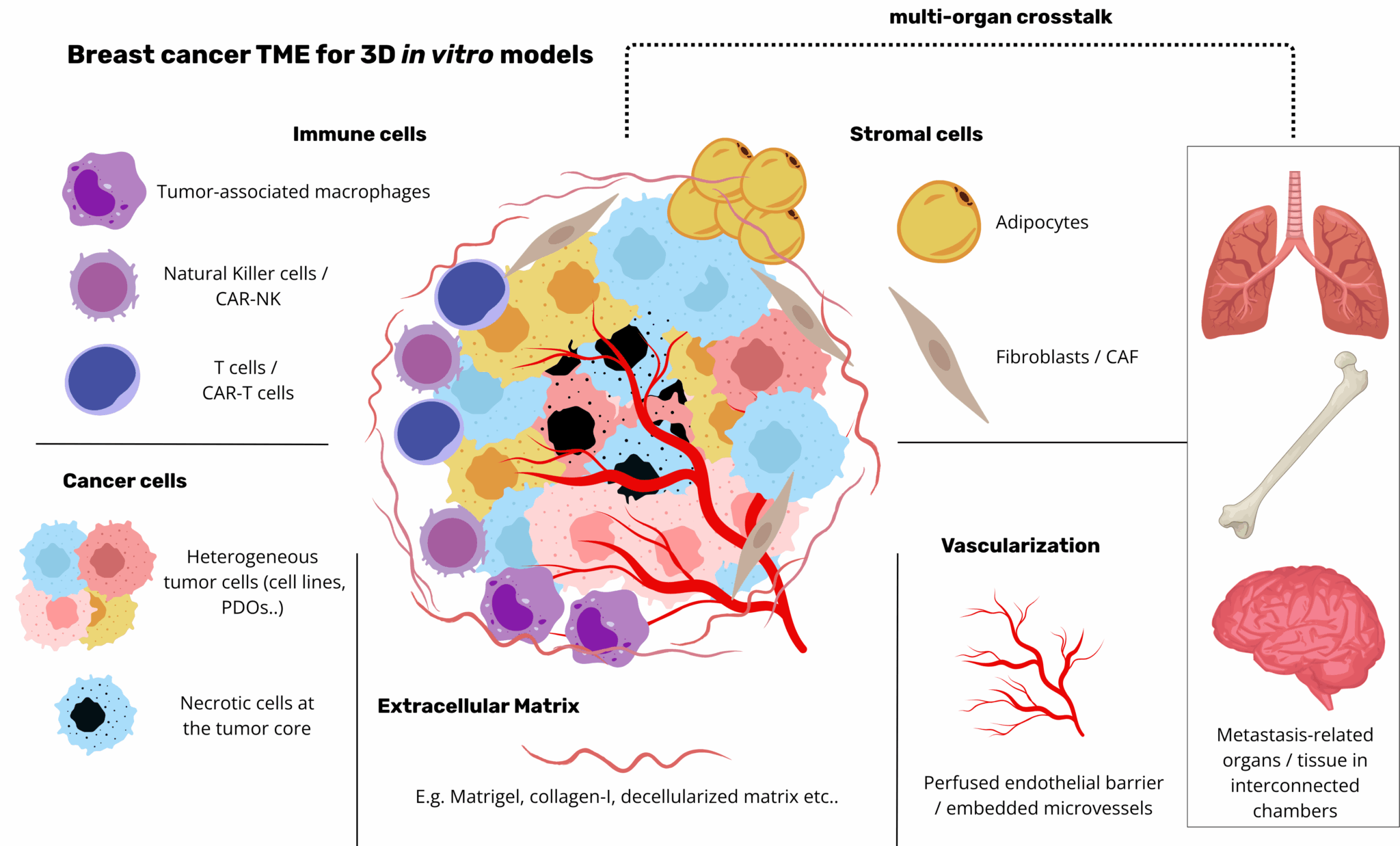 3D breast cancer microenvironment review - Cherry Biotech